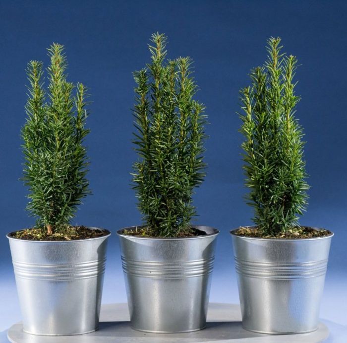 Taxus Baccata Fastigiata - Stubasta Tisa