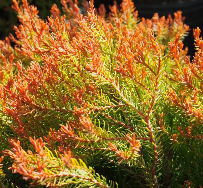 Thuja Occidentalis Fire Chief - Kuglasta Zlatna Tuja