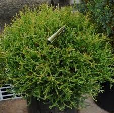 Thuja Occidentalis Mr.Bowling Ball - Kuglasta Tuja