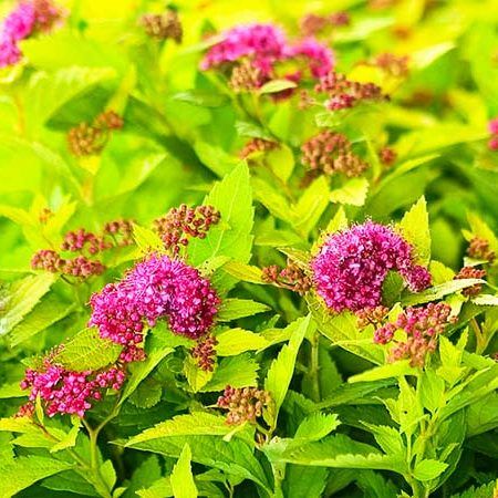 Spiraea Japonica Double Play Gold - Suručica