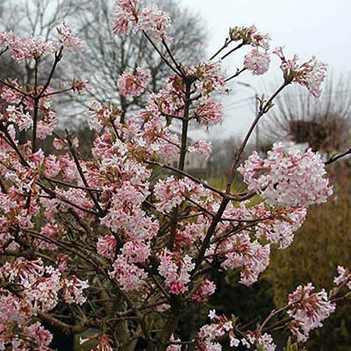 Viburnum Bodnantense Charles Lamont - Viburnum