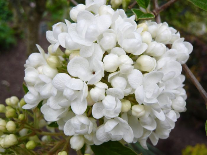 Viburnum Eskimo - Snežna Lopta