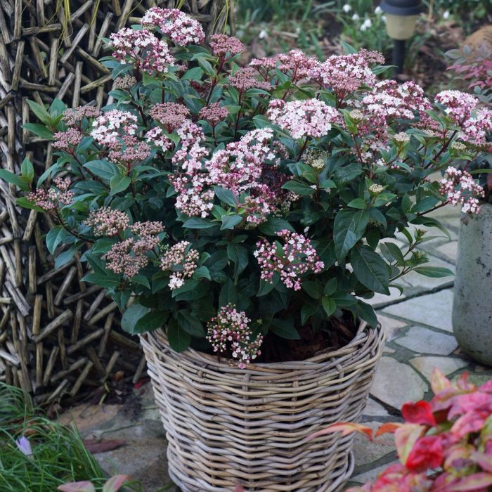 Viburnum Tinus Spirit - Viburnum