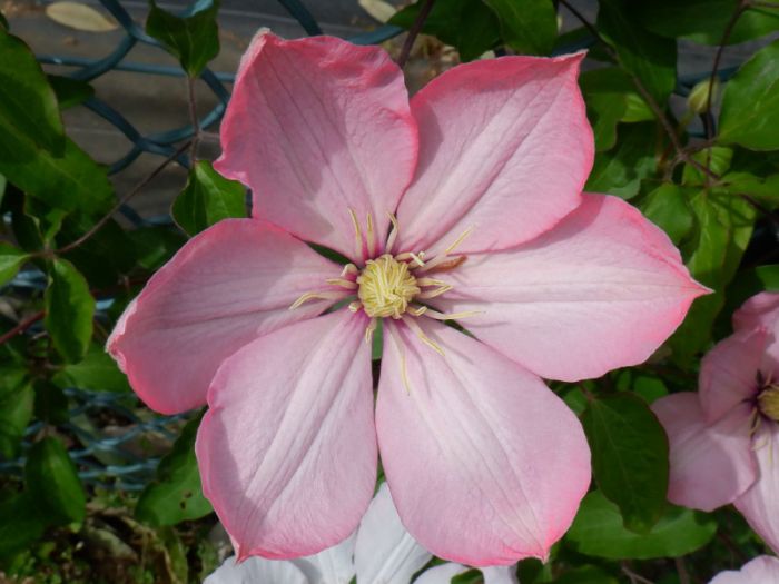 Clematis Ai-Nor - Klematis