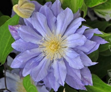 Clematis Azure Ball - Klematis