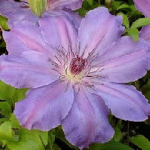 Clematis Baltyk - Klematis