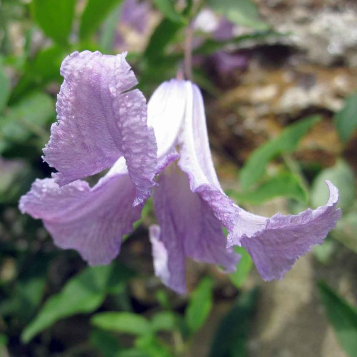 Clematis Betty Corning - Klematis