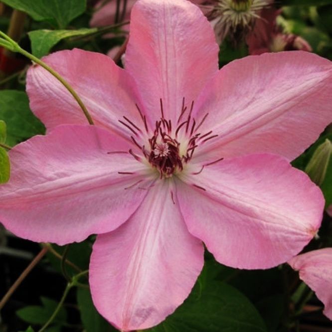 Clematis Bieszczadzy - Klematis