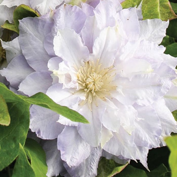 Clematis Chalcedony - Klematis