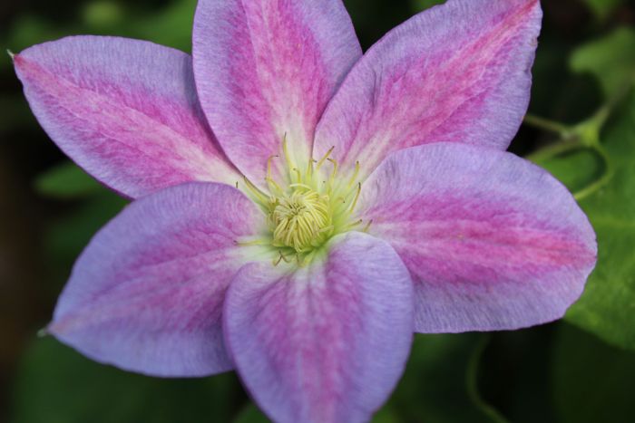 Clematis Change Of Heart - Klematis