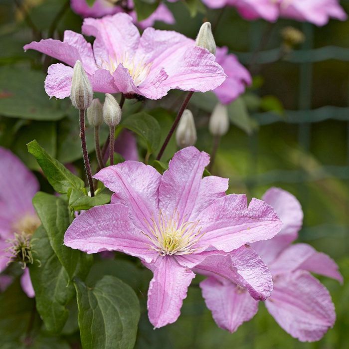 Clematis Comtesse De Bouchard - Klematis