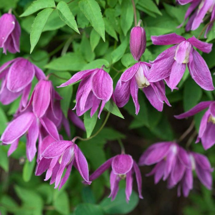 Clematis Constance - Klematis