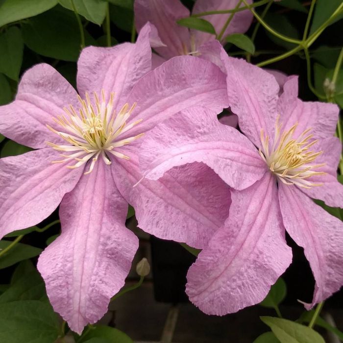 Clematis Danuta - Klematis