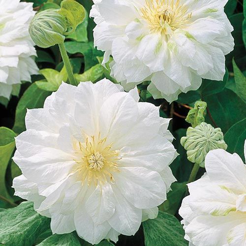 Clematis Duchess Of Edinburgh - Klematis