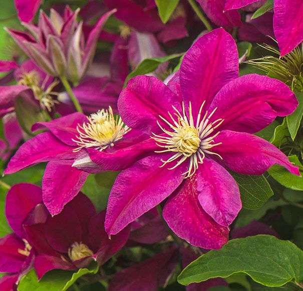 Clematis Ernest Markham - Klematis