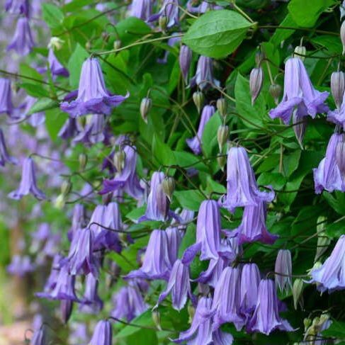 Clematis Fairy Dance - Klematis