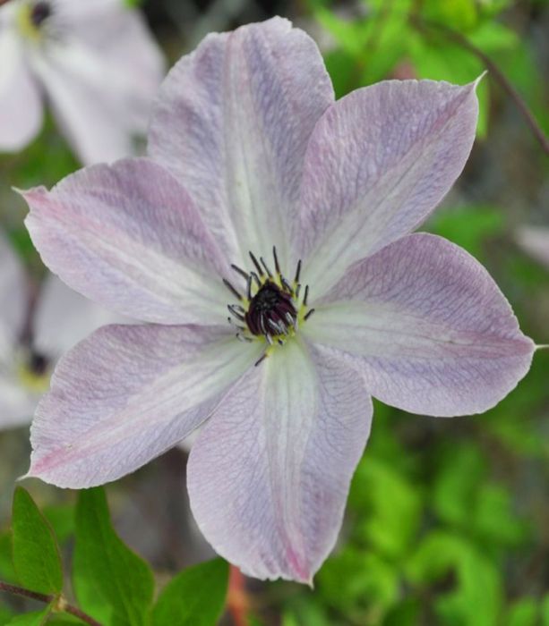 Clematis Fairydust - Klematis