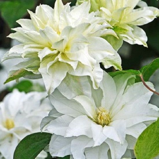 Clematis First Love - Klematis