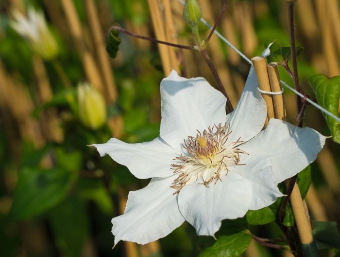 Clematis Fuyu-No-Tabi