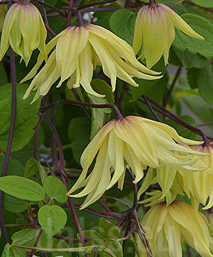 Clematis Golden Dream - Klematis