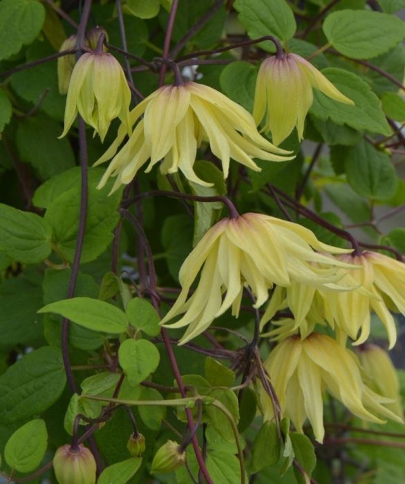 Clematis Golden Surprise - Klematis