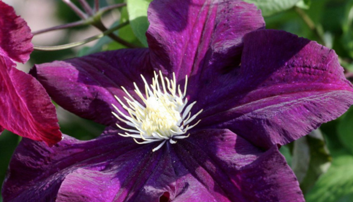 Clematis Grunwald - Klematis