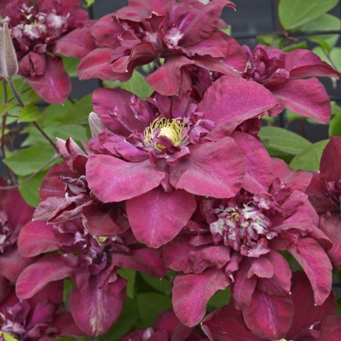 Clematis Jan III Sobieski - Klematis