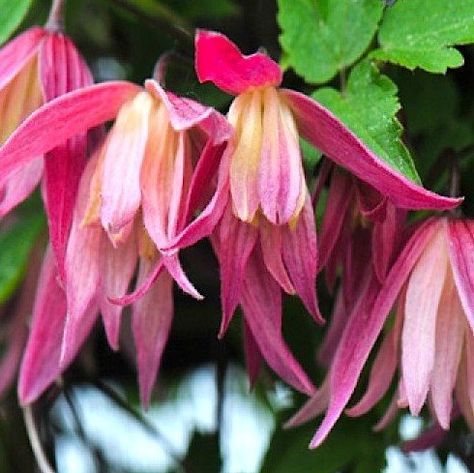 Clematis Janny - Klematis