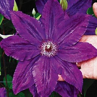 Clematis Kacper - Klematis