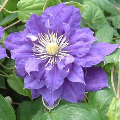 Clematis Kiri Te Kenawa - Klematis