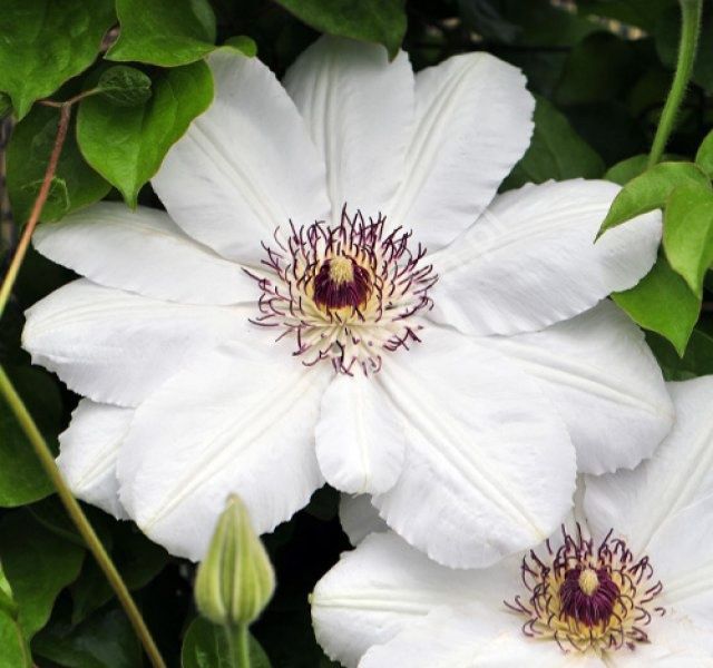 Clematis Krolowa Jadwiga - Klematis