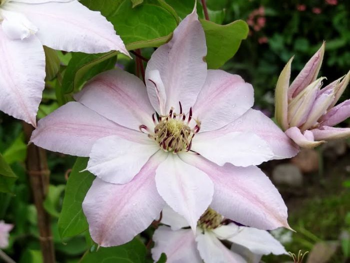 Clematis Matka Siedliska - Klematis