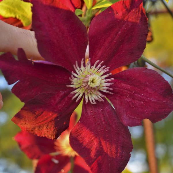 Clematis Mazowsze Volcano - Klematis