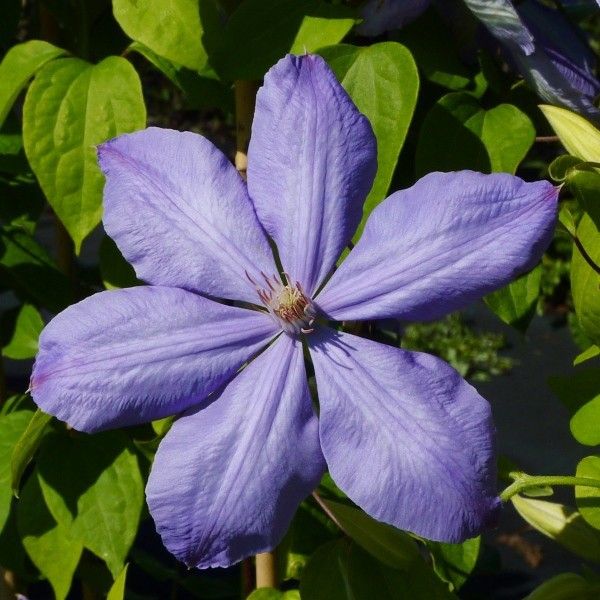 Clematis Mrs. Cholmondeley - Klematis