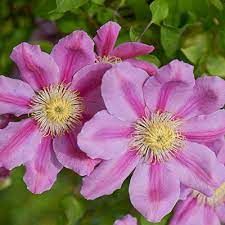 Clematis Pink Beauty - Klematis