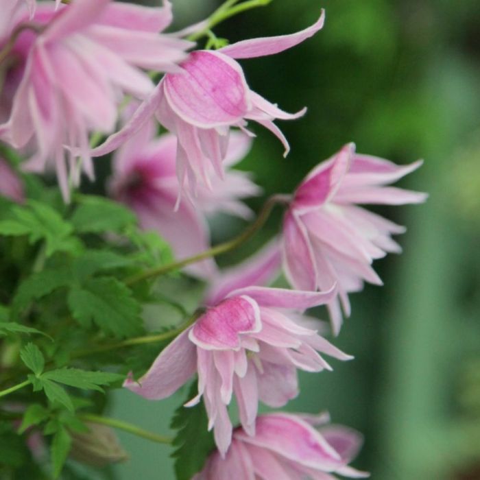 Clematis Pink Swing - Klematis