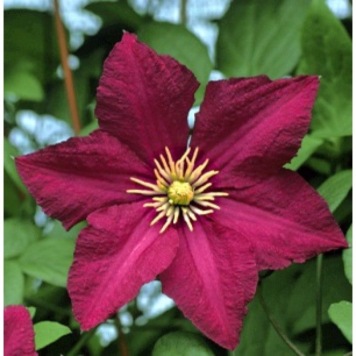 Clematis Polonez - Klematis