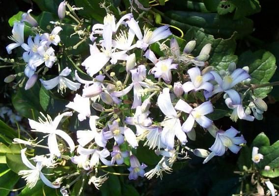 Clematis Praecox - Klematis