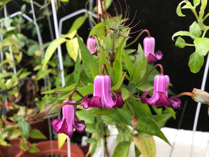 Clematis Princess Red - Klematis