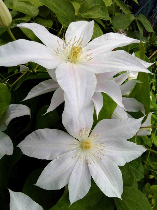 Clematis Roko-Kolla - Klematis