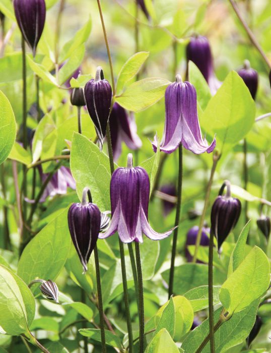 Clematis Rooguchi - Klematis