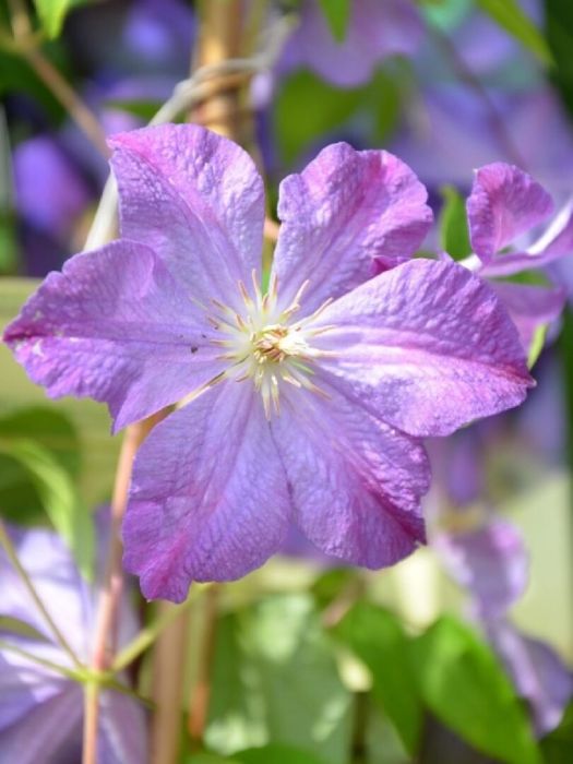 Clematis Solina - Klematis