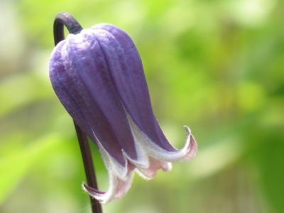 Clematis Sophie - Klematis