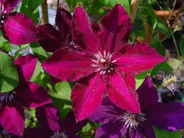 Clematis Stasik - Klematis