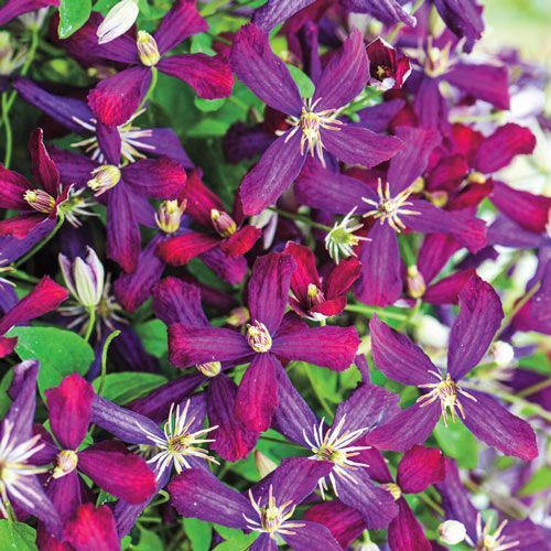 Clematis Sweet Summer Love - Klematis