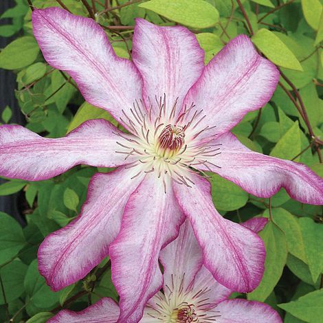 Clematis Tae - Klematis