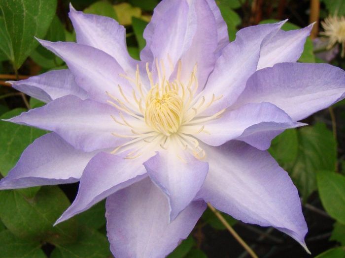 Clematis Thyrislund - Klematis