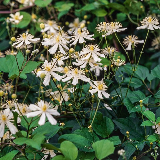 Clematis Vitalba Summer Snow( Paul Farges) - Klematis