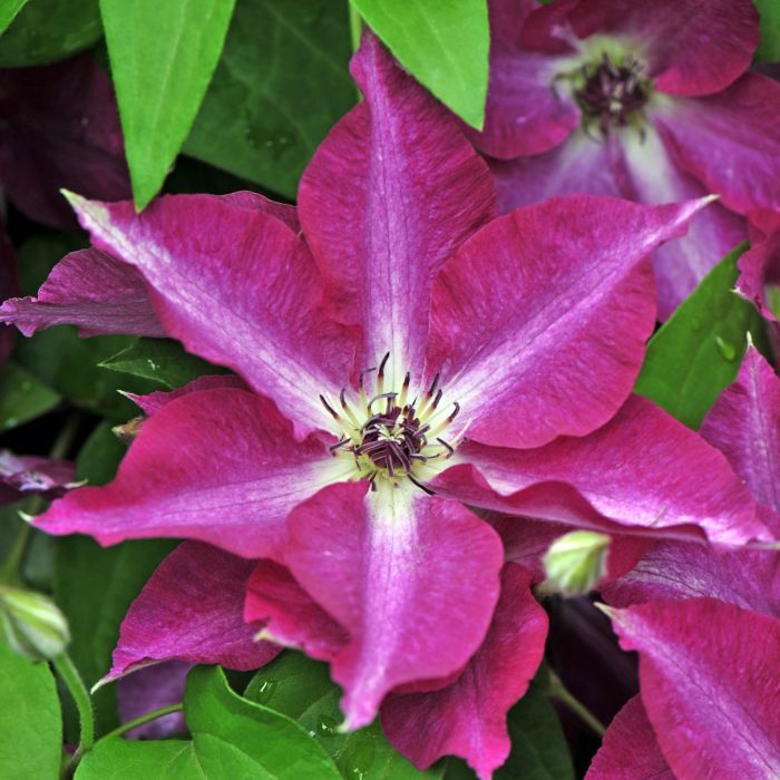 Clematis Viva Polonia - Klematis