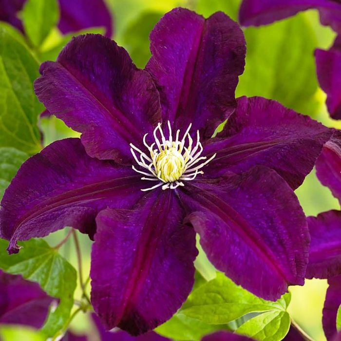 Clematis Warszawska Nike - Klematis